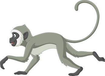 Cute grey langur monkey cartoon Royalty Free Vector Image