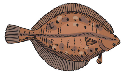 Flounder Vector Images (over 1,700)