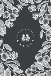 Hand drawn sketch walnut design template organic Vector Image