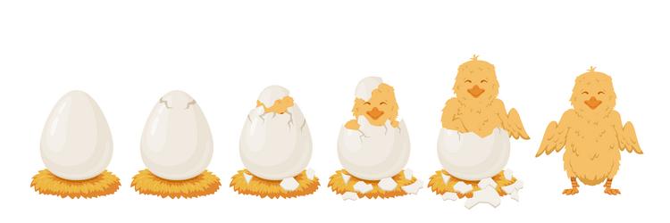 Chicken family Royalty Free Vector Image - VectorStock
