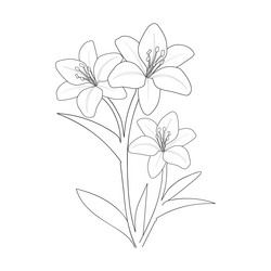 Easy lily flower drawing pencil art Royalty Free Vector