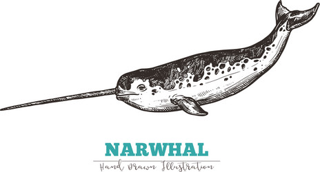 Narwhal Vector Images (over 2,100)