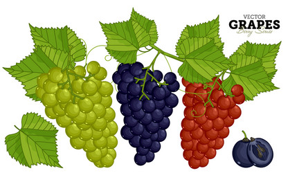 Grape set Royalty Free Vector Image - VectorStock