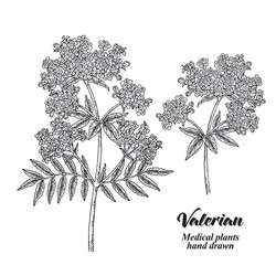 Hand drawn valerian with leaves and flowers Vector Image