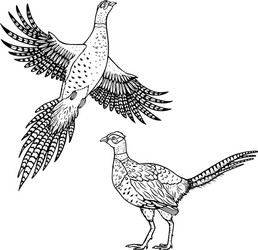 Pheasant Royalty Free Vector Image - VectorStock