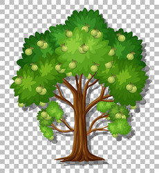 Guava Tree Vector Images (over 180)