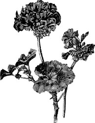 Vintage antique line art drawing or engraving Vector Image