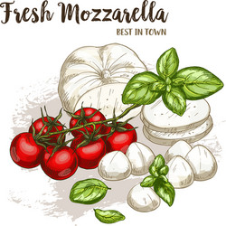 Realistic drawing of italian mozzarella cheese Vector Image