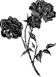 Vintage antique line art drawing or engraving Vector Image