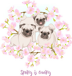 Pug dogs with blooming sakura flowers Royalty Free Vector