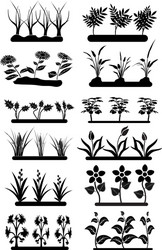 Lupin or lupine flowering plant with palmately Vector Image