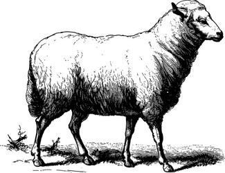 Sheep Vector Images (over 50,000)
