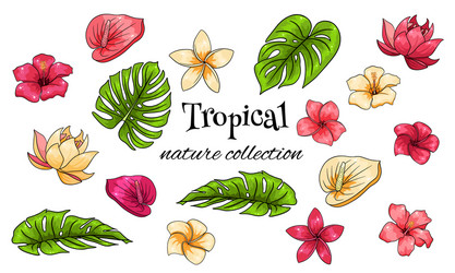 Caribbean Flowers Vector Images (over 1,500)