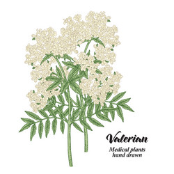 Hand drawn valerian with leaves and flowers Vector Image