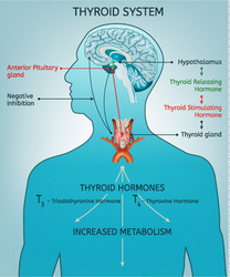 Thyroid system poster Royalty Free Vector Image