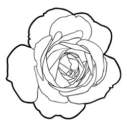 Drawing of rose flower with leaves Royalty Free Vector Image