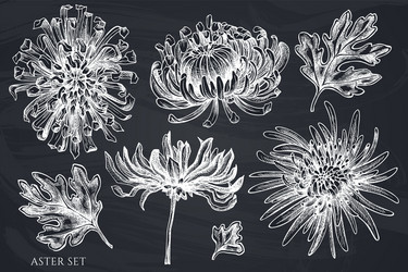 Aster Drawing Vector Images (over 3,200)