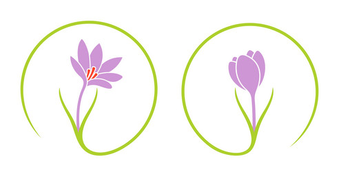 Saffron crocus flowers and threads Royalty Free Vector Image