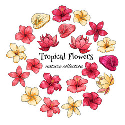 Caribbean Flowers Vector Images (over 1,700)
