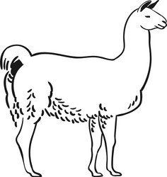 Free Llama Vector Images (75)