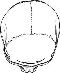 Cranium Vector Images (over 11,000)