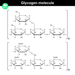 Glycogen Vector Images (over 370)