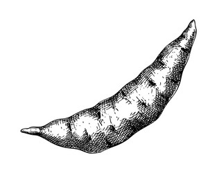 Purple yam or winged water sketches Royalty Free Vector