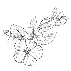 Periwinkle Vinca Flower Vector Images (over 150)