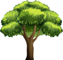 Oak Tree Vector Images (over 48,000)