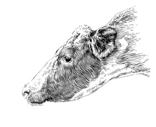 Head cow and calm hand drawing sketch engraving Vector Image