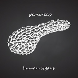 Pancreas Vector Images (over 6,500)