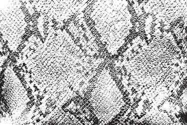 Snake python skin texture seamless pattern black Vector Image