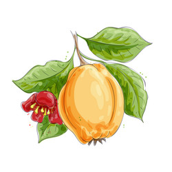 Pomegranate with leaves fresh fruit drawing Vector Image