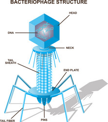 Helical Virus Vector Images (43)