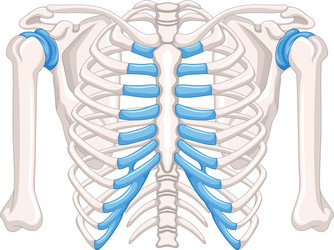 Shoulder bone on white background Royalty Free Vector Image