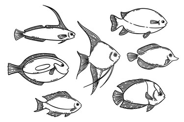 Fish sketch hand drawn set Royalty Free Vector Image