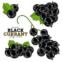 Black currant set Royalty Free Vector Image - VectorStock