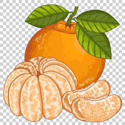 Mandarin isolated Royalty Free Vector Image - VectorStock