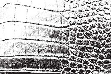 Animal Skin Overlay Vector Images (over 120)