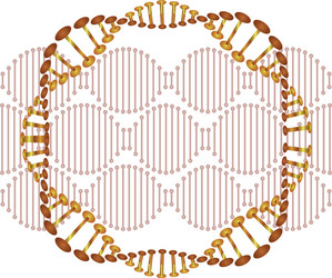 Circular dna chain science colorful icon Vector Image