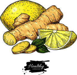 Honey ginger lemon and mint drawing Royalty Free Vector