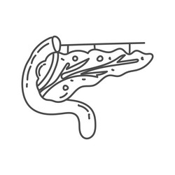 Pancreas Vector Images (over 5,400)