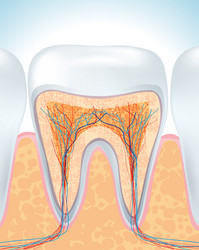 Tooth Vector Images (over 130,000)