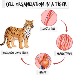 Diagram showing cell organization in a tiger Vector Image