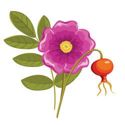 Wild rose tea on white background Royalty Free Vector Image