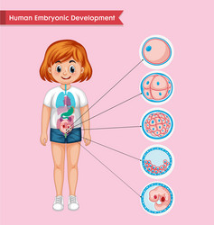 Embryo Development Cartoon Vector Images (over 140)
