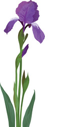 Iris Vector Images (over 20,000)