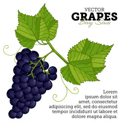 Grape set Royalty Free Vector Image - VectorStock
