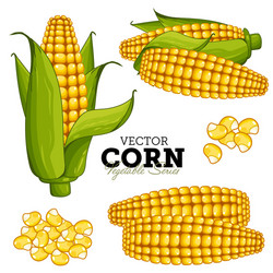 Corn Royalty Free Vector Image - VectorStock
