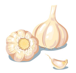 Garlic set whole and sliced cloves natural Vector Image